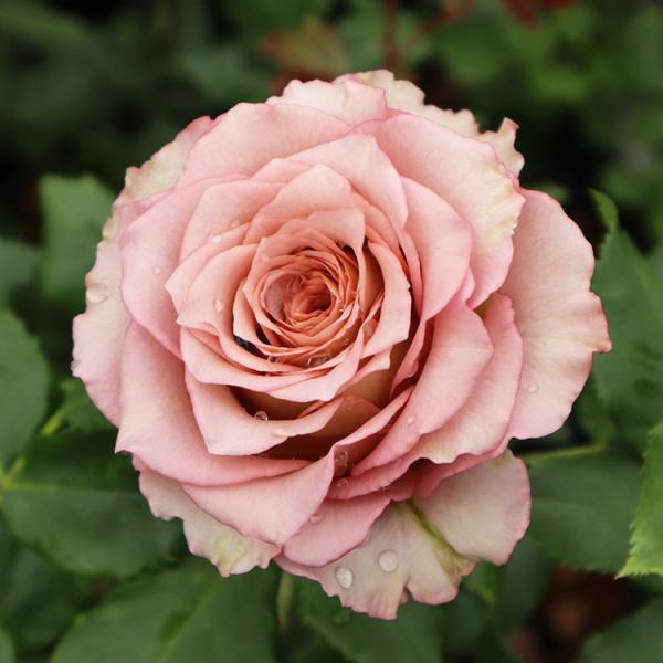 【発売日：2026年04月10日】【テナチュール -The nature-】"知的で美しくシックな装い"Rose for You (ローズフォーユー/THE ROSE SHOP オリジナルセレクション)Group: Chic &amp; R...