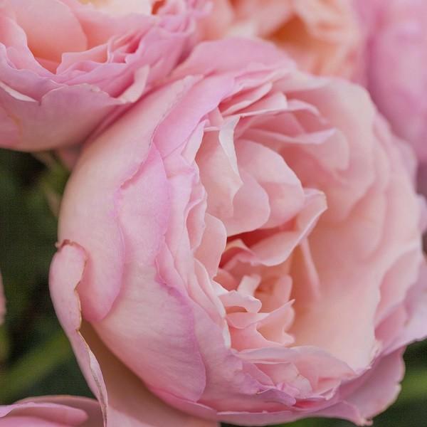 【発売日：2026年04月13日】プリンセス シャルレーヌ ドゥ モナコ PRINCESSE CHARLENE DE MONACO  　農林水産省登録品種　登録品種名：MEIDYSOUK四季咲き 大輪系 ハイブリッド・ティー（HT）アンティ...