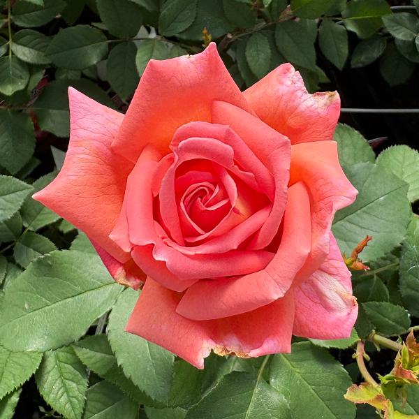 ウェストミンスターWestminsterウェストミンスターの詳細品種名 ウェストミンスターWestminster作出者 Edward Burton Le Grice / LeGrice作出国 イギリス作出年 1960年系統 四季咲き大輪系 ...