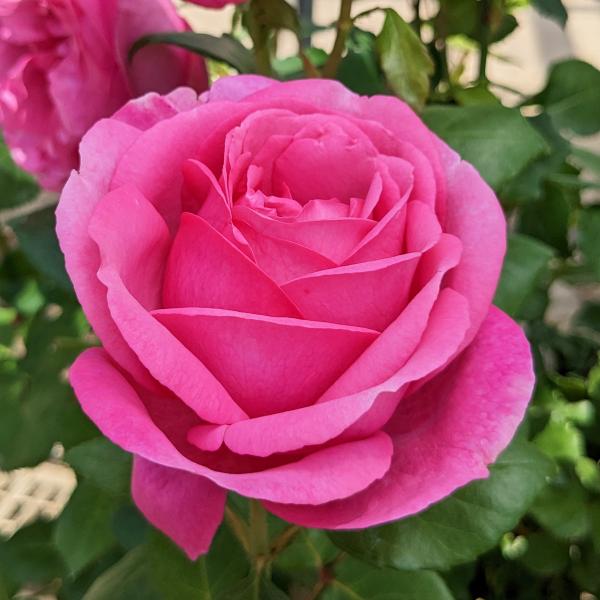 【発売日：2026年04月13日】ディジリーDesiree：（TAN10898）品種登録出願済品種名 ディジリーブランド タンタウ作出者 タンタウ作出国 ドイツ作出年 2019年系統 四季咲き大輪系 ハイブリッドティー（HＴ）花色 ピンク花...