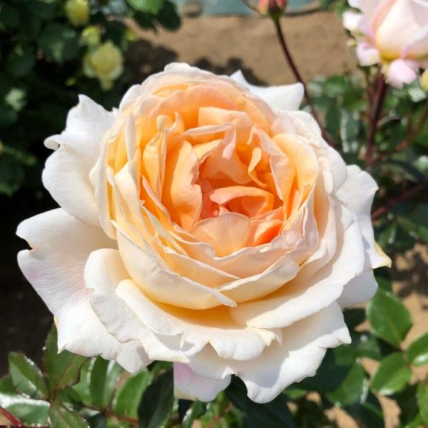 Ｇ．Ｄ．ルイーズ（グランドダッチェスルイーズ）Grand Duchess Luise　KORBROCAZE：品種登録出願済四季咲き大輪系 ハイブリッドティー(HT)作出国：ドイツ作出会社：コルデス発表年：2017 年花色：アプリコットピンク...
