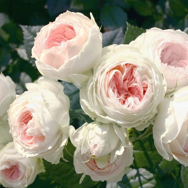 【発売日：2026年04月13日】パシュミナPashmina四季咲き 中輪系 フロリバンダ（FL）アンティークタッチのバラ作出国: ドイツ作出会社: コルデス発表年: 2008 年花色: 緑を帯びた白で中心が淡いピンク花形: カップ咲〜ロゼ...