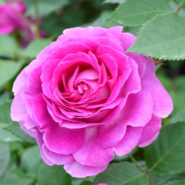 フォーランマリアFraulein Maria　KORCARMSIS：品種登録出願済四季咲き　中輪系 フロリ・バンダ（FL）作出国: ドイツ作出会社: コルデス発表年: 2019 年花色: ヴァイオレットピンク花形: 丸弁ロゼット咲花弁数: ...