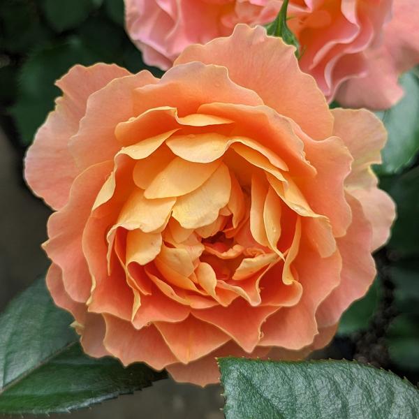 【発売日：2026年04月13日】アプリコットシフォンApricot Chiffon品種名 アプリコットシフォンApricot Chiffon：（KORPOSIMA）品種登録公表済ブランド コルデス作出者 コルデス作出国 ドイツ作出年 20...