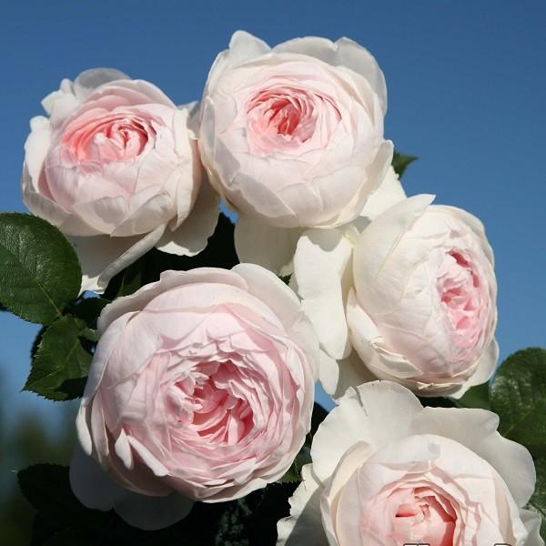 クリスティアーナChristiana　農林水産省登録品種　登録品種名：KORGEOWIMつるバラ系（CL）　Climbing Roses　四季咲き　アンティークタッチのバラ作出国: ドイツ作出会社: コルデス発表年: 2013 年花色: ピ...
