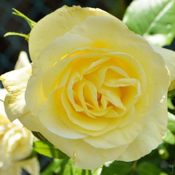 【発売日：2026年04月13日】イルミナーレIlluminare返り咲き　つるバラ系（ＣＬ）　Climｂing Roses　作出国: ドイツ作出会社: コルデス発表年: 2016 年花色: 黄花形: 丸弁平咲花弁数: 20〜30 枚花径:...