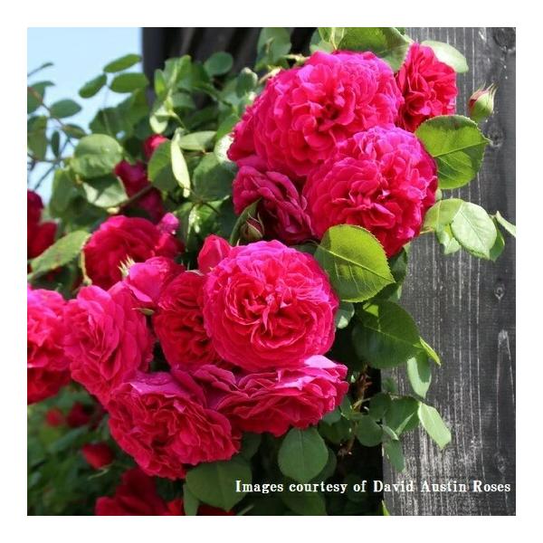 テス・オブ・ザ・ダーバービルズ：Tess of The d'Urbervilles  (Ausmove)  農林水産省登録品種イングリッシュローズ：David Austin 花形 　八重/多弁 強健さ　 強い 香り　 ほんのりとした紅茶の香...