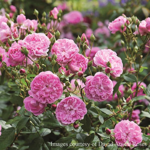 ハーロウ・カーBrother Cadfael (Ausglobe) イングリッシュローズ 中輪系カテゴリー　イングリッシュローズ (English Rose Collection)育種者 　David Austin花形 　八重/多弁強健さ　...