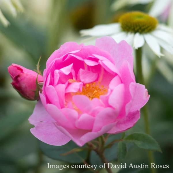 スカイラーク：Skylark (Ausimple)農林水産省登録品種イングリッシュローズ：David Austin 花形 　半八重 強健さ　 強い 香り　微香 連続咲き 非常に返り咲く 作出国　　イギリス 花弁色　　初めは濃いピンクで、薄め...