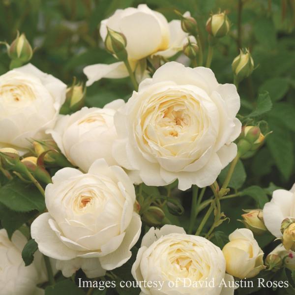 クレア・オースチン :Claire Austin (Ausprior) 農林水産省登録品種イングリッシュローズ :David Austin花形 　八重/多弁強健さ　 強い香り　 強いミルラ香連続咲き 非常に返り咲く作出国　　イギリス花弁色　...