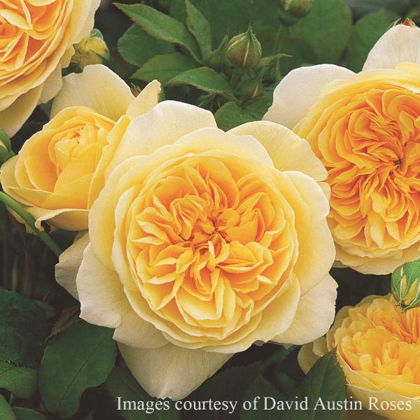 ティージング・ジョージア ：Teasing Georgia(Ausbaker) 農林水産省登録品種イングリッシュローズ：David Austin花形 　八重/多弁強健さ　 強い香り　素晴らしいティーローズの香り連続咲き 非常に返り咲く作出国...