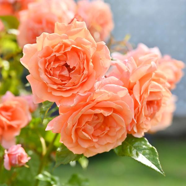 レ・グラン・ビュッフェLES GRANDS BUFFETSレ・グラン・ビュッフェの詳細品種名 レ・グラン・ビュッフェ農林水産省：品種登録出願中ブランド ドリュ Dorieux作出者 ドリュ Dorieux作出国 フランス系統 四季咲き中大輪...