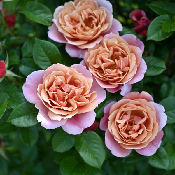 ピンク・ビンテージPink Vintage　農林水産省登録品種フレンチローズ（ドリュ） 四季咲き中輪系フランス　ドリュ　Dorieux　花色： ブラウンがかったピンク花期： 四季咲き樹高・幅： 1.0m×0.8 m樹形： ブッシュ花径： 7...