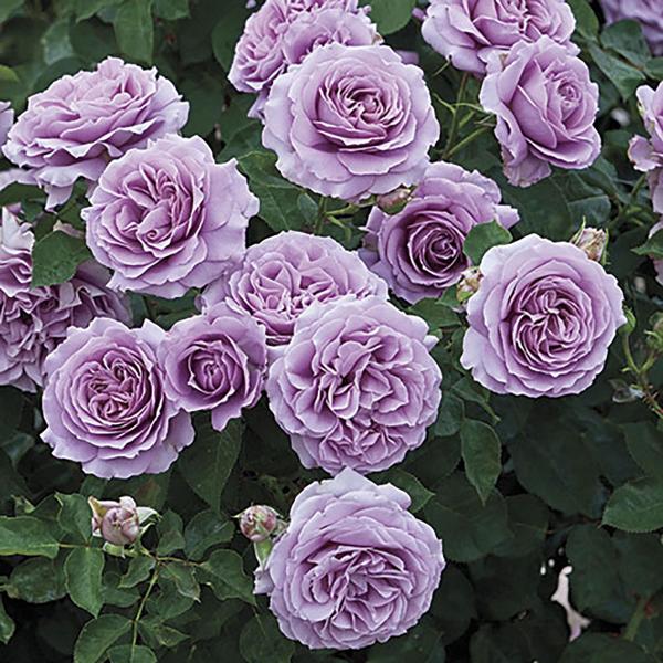 ラブソングLove Song品種名 ラブソングブランド Weeks Roses (ウィークスローズ)作出国 アメリカ作出年 2013年系統 四季咲き　中輪花色 澄んだラベンダー色花形 完全な八重花径 中大輪花弁数 約40枚香りの強さ・種類 ...
