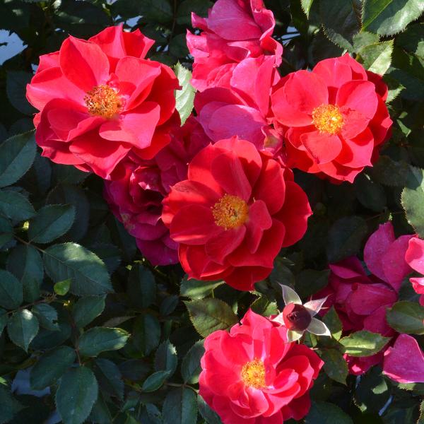 風姿花伝 紅 (ふうしかでん くれない)The Flowering Spirit Kurenai品種名 風姿花伝 紅 (ふうしかでん くれない)農林水産省：品種登録出願中ブランド ロサオリエンティスシリーズ ロサオリエンティス プログレッシ...