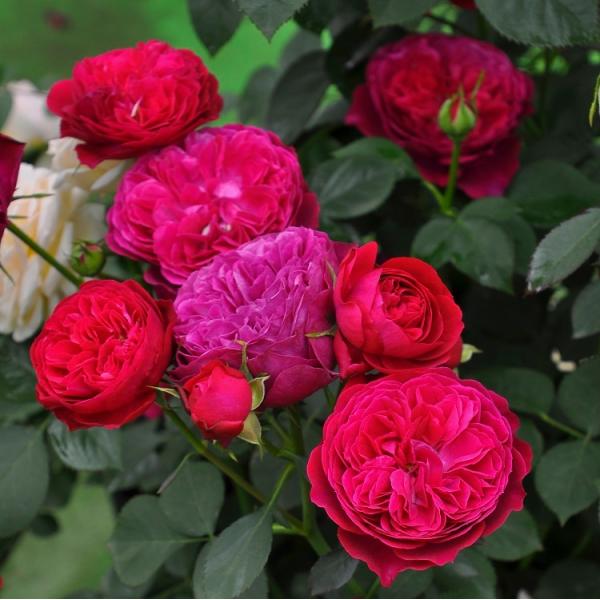 【発売日：2026年04月13日】ルイスキャロルLewis Carroll　農林水産省：品種登録出願中Rosa Orientis　四季咲き小中輪系花色： 黒赤花期： 四季咲き樹高・幅： 1.5m樹形： シュラブ花径： 小中輪花形： ロゼット...