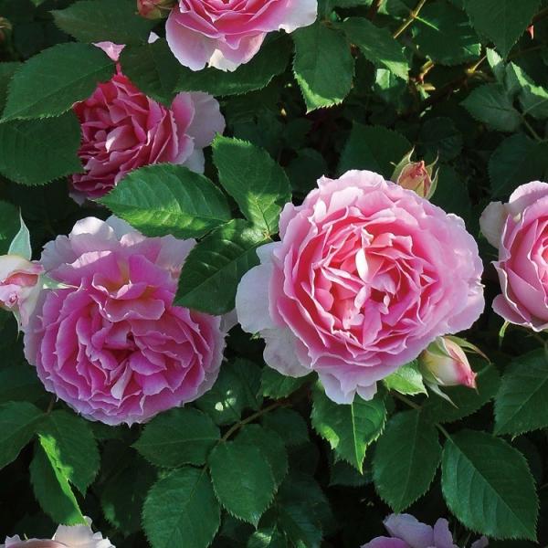 【発売日：2026年04月13日】ペネロペイアPenelopeia　農林水産省：登録品種Rosa Orientis　繰り返し咲き中輪系花色： ピンク花期： 繰り返し咲き樹高・幅： 1.6m×1.0m樹形： シュラブ　直立タイプ花径： 中輪花...