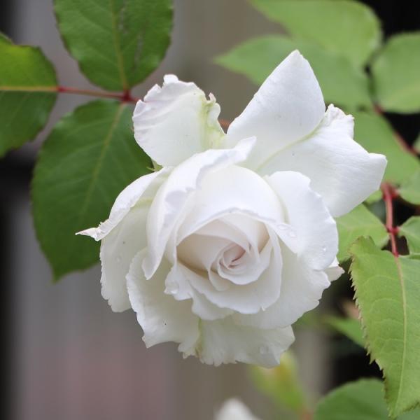 【発売日：2026年04月13日】クリードCreedRosa Orientis　　繰り返し咲き中輪系花色： 白花期： 繰り返し咲き樹高： 1.5m樹形： 直立気味シュラブ花径： 中輪花形： 半剣弁咲き香り：　強香　ダマスクにティとグリーング...