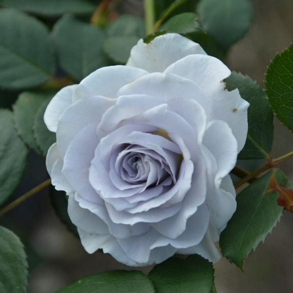 【発売日：2026年04月13日】ブルーグラビティ―Blue Gravity　農林水産省登録品種Rosa Orientis　　 四季咲き中輪系花色： 青藤色花期： 四季咲き樹高： 1.5m樹形： 木立性、横張り花径： 中輪花形： 丸弁咲き香...