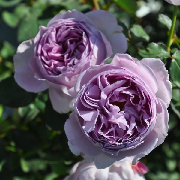 リラLilas　農林水産省登録品種Rosa Orientis　プログレッシオ　四季咲き中輪系花色： 藤色花期： 四季咲き樹高： 0.9m樹形： 木立性花径： 中輪花形： カップ咲き香り：　強香　ダマスクにティとグリーン藤色、カップ咲きで、ダ...