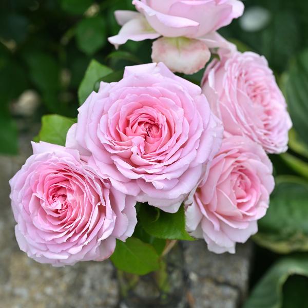 【発売日：2026年04月13日】アローム・ディヴァンArome Divin品種名 アローム・ディヴァン農林水産省：品種登録出願中ブランド デルバール Delbardシリーズ スヴニール・ダムールシリーズ作出者 デルバール Delbard作...