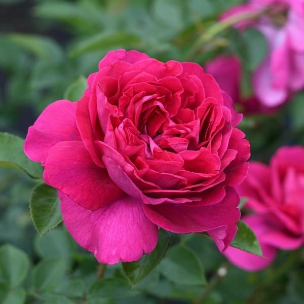 プラリーヌ・ルージュPraline rouge　農林水産省登録品種フレンチローズ（デルバール）　四季咲き大輪系作出国： フランス花色： 濃いピンク花期： 四季咲き樹高・幅： 1.2m×1.0m樹形： シュラブ花径： 8cm、大輪花形： ロゼ...