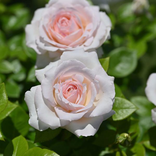 【発売日：2026年04月13日】ラ・ソヴァジーヌ・テル・エ・パッションLa Sauvagine Terre et Passion品種名 ラ・ソヴァジーヌ・テル・エ・パッション農林水産省：品種登録出願中ブランド 　デルバールシリーズ スヴニ...