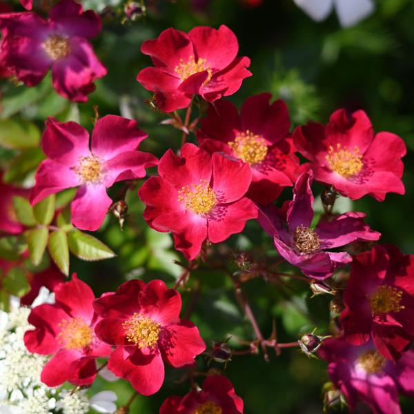 カネットCanette品種名 カネット農林水産省：品種登録出願準備中ブランド 河本バラ園シリーズ ローズ・ドゥ・メルスリー作出者 河本バラ園（河本麻記子）作出国 日本系統 四季咲き中輪花色 赤〜ローズピンク花形 一重咲き花径 中輪香りの強さ...