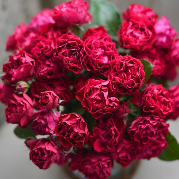 【発売日：2026年04月13日】ポムPommeポムの詳細品種名 ポム農林水産省：品種登録出願準備中ブランド 河本バラ園シリーズ ローズ・ドゥ・メルスリー作出者 河本バラ園（河本麻記子）作出国 日本系統 四季咲き小中輪花色 ローズピンクがか...