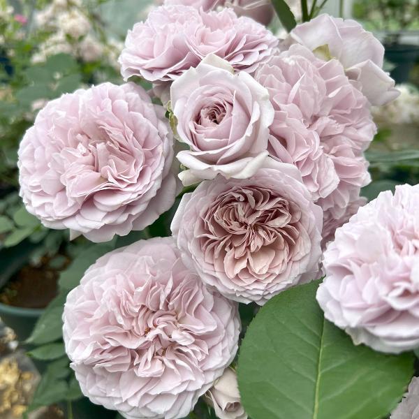 【発売日：2026年04月13日】ル・ソワールLe soir品種名 ル・ソワール農林水産省：品種登録出願準備中ブランド 河本バラ園シリーズ ローズ・ドゥ・メルスリー作出者 河本バラ園（河本麻記子）作出国 日本系統 四季咲き中輪花色 グレイッ...