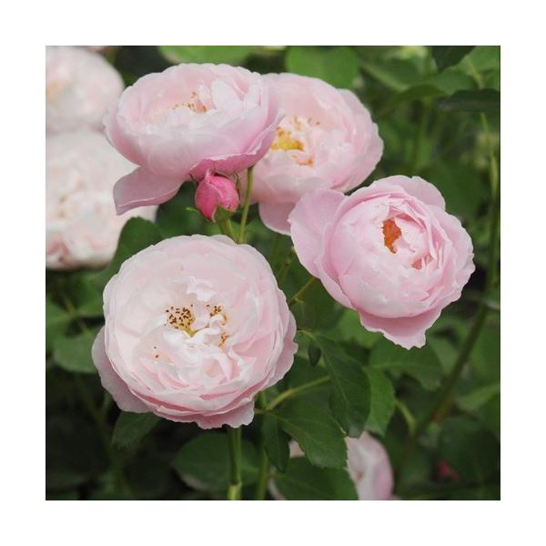 【発売日：2026年04月13日】プリュム Plume  農林水産省登録品種 四季咲き中輪系 KAWAMOTO ROSE GARDEN 作出国：日本花　色：ソフトピンク花　期：四季咲き樹　高：約1.2m花　径：約8cm、中輪　　香　り：中香...