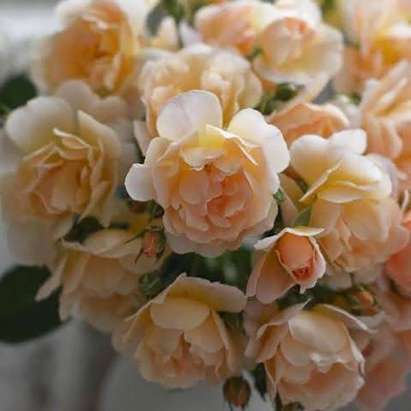 【発売日：2026年04月13日】ムニュエMenuet品種名 ムニュエ農林水産省：品種登録出願中ブランド 河本バラ園シリーズ ローズ・ドゥ・メルスリー作出者 河本バラ園（河本麻記子）作出国 日本系統 四季咲き小中輪花色 アプリコットイエロー...