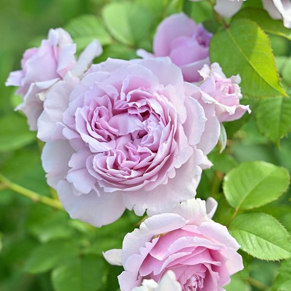 【発売日：2026年04月13日】レミエルRemiel品種名 レミエル農林水産省：品種登録出願中ブランド 河本バラ園シリーズ ヘブンシリーズ作出者 河本バラ園（河本麻記子）作出国 日本系統 四季咲き大輪花色 やや藤色がかった淡いピンク色花形...