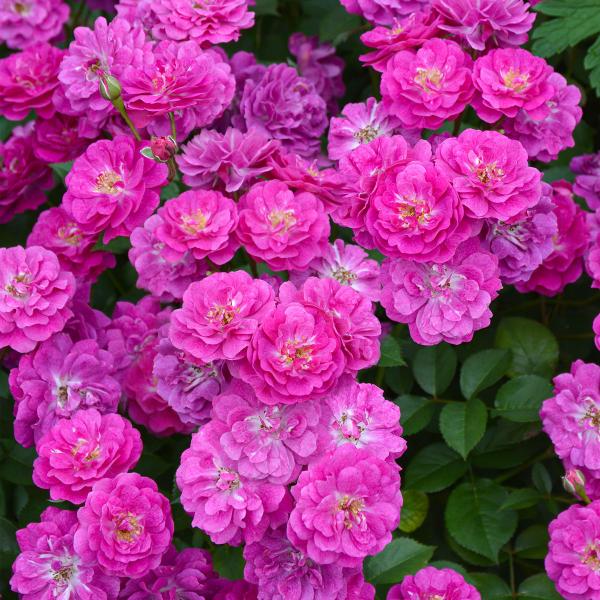 ヴィル・ナタールVille natale品種名 ヴィル・ナタール農林水産省：品種登録出願準備中ブランド 河本バラ園シリーズ ローズ・ドゥ・メルスリー作出者 河本バラ園（河本麻記子）作出国 日本系統 四季咲き小輪花色 赤紫色花形 丸弁咲き花径...