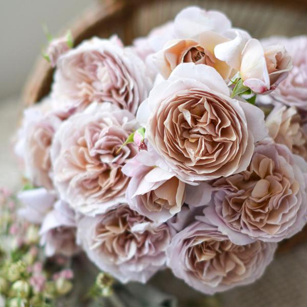 【発売日：2026年04月13日】パニエPanierパニエの詳細品種名 パニエ農林水産省：品種登録出願準備中ブランド 河本バラ園シリーズ ローズ・ドゥ・メルスリー作出者 河本バラ園（河本麻記子）作出国 日本系統 四季咲き中輪花色 くすんだピ...