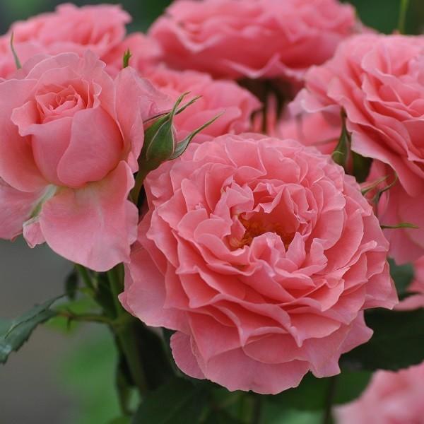 【発売日：2026年04月13日】コラーユ・ジュレCorail gelee  農林水産省登録品種KAWAMOTO ROSE GARDEN　繰り返し咲き大輪系作出国：日本花　色：コーラルピンク花　期：くり返し咲き樹　高：約1.5ｍ〜2ｍ樹　形...