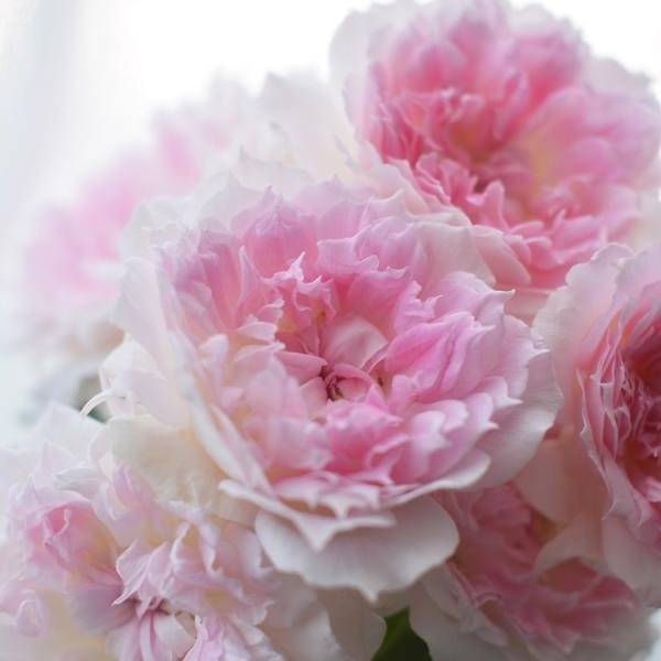 アジュールAjouree　農林水産省：品種登録出願中四季咲き中輪系　 河本バラ園【ローズドゥメルスリーシリーズ】花色： 白にピンクがかかる花期： 四季咲き樹高： 80〜90cm樹形： フロリバンダ花径： 中輪花形： ロゼット咲き香り： 強香...