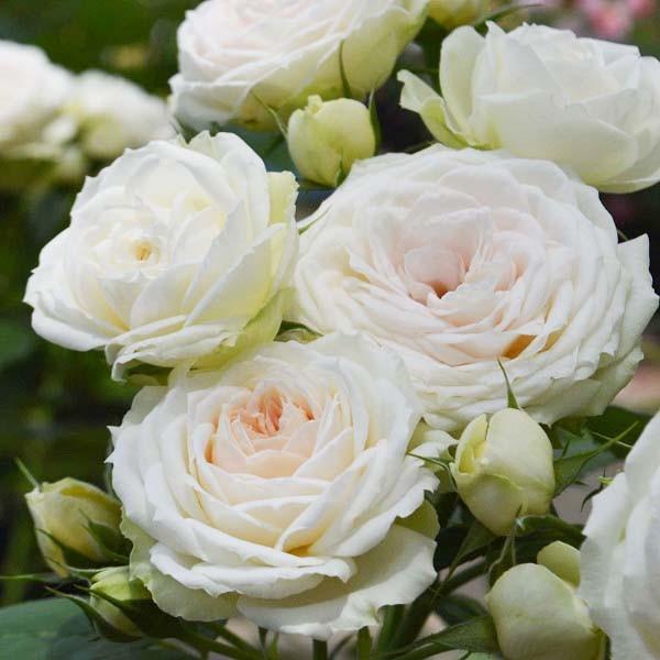 【発売日：2026年04月13日】クラリスClarice 　農林水産省登録品種　登録品種名：TAN09424四季咲き 中輪 シュラブ 修景バラ作出国: ドイツ作出会社: タンタウ発表年: 2018 年花色: 中心杏ピンク外弁白〜緑花形: カ...