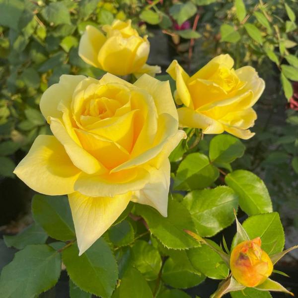 【発売日：2026年04月16日】レモネードシロップLemonade Syrup品種名 レモネードシロップブランド 京阪園芸F＆Gローズシリーズ ローズアロマティークシリーズ作出者 京阪園芸作出国 日本作出年 2025年系統 四季咲き大輪花...