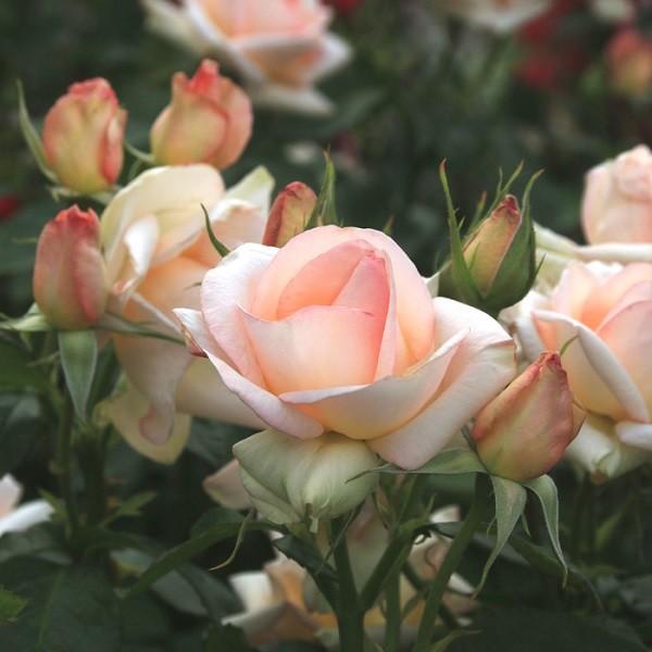 エンプレス ミチコEmpress Michiko四季咲き中輪系 フロリ・バンダ（ＦＬ）作出国: イギリス　ディクソン作　発表年: 1992 年花色: アプリコットピンク花径：7〜8cm樹高：1.1m芳香の強さ: 微香　　プリンセスミチコと同...