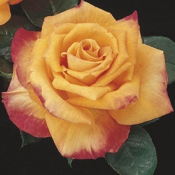 クリス　エバート Chris Evert 　四季咲き大輪系 作出国：　アメリカ 1997年花弁色：　ところどころ赤味が入るメロンオレンジ色花径：　大輪花弁数：　25〜30枚樹形： 直立性樹高： 1.3m花形： 高芯半剣弁咲き香り ： 中香　...