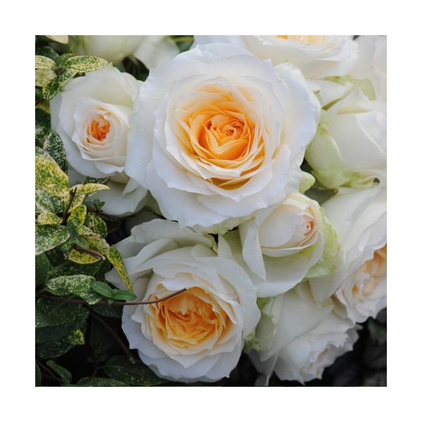 イングリッシュアイズEnglish Eyes四季咲き中輪系 フロリバンダ（FL）　オランダ　ヤンスペック ローゼン(JAN SPEK ROZEN) 作出国： オランダ 花色： オフホワイト 花期： 四季咲き 樹高・幅：0.6m、0.6m 横...