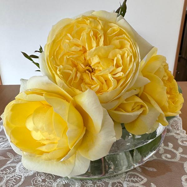 【発売日：2026年05月01日】光の素足（ひかりのすあし）Hikari no Suashi品種名 光の素足（ひかりのすあし）Hikari no Suashiブランド 禅ローズ作出国 日本作出者 吉池貞藏作出年 2024年系統 四季咲き　中...