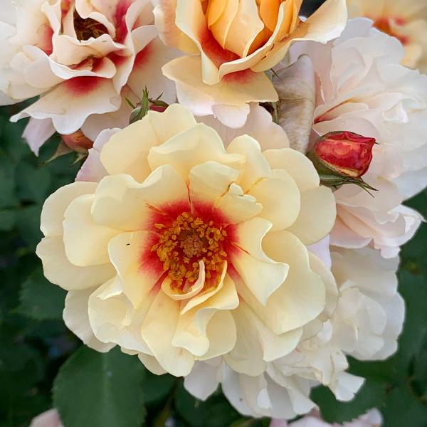 【発売日：2026年05月01日】クランベリー・アイズCranberry Eyes品種名 クランベリー・アイズCranberry Eyesブランド ワーナーズ・ローゼス Warner's Roses作出者 ワーナーズ・ローゼス Warner...