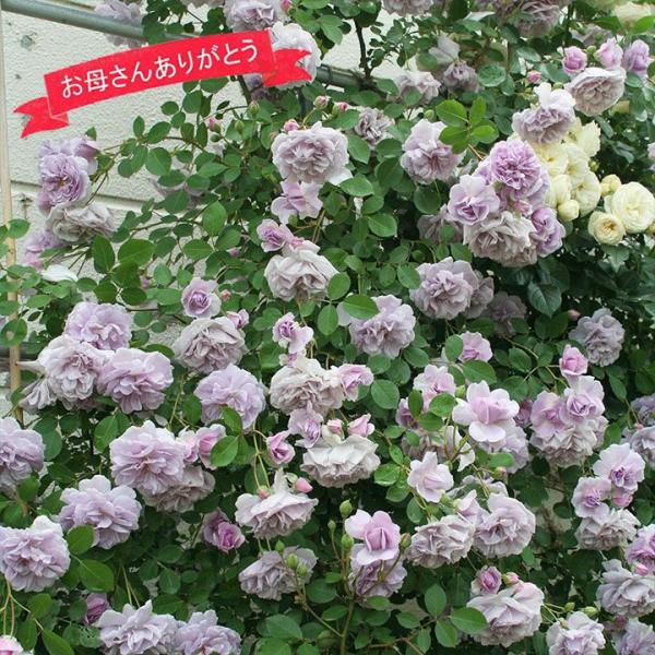 【発売日：2026年05月06日】蕾・花付きバラ苗　レイニーブルー　バラ　花鉢人気のバラ品種を蕾・花付きの花鉢でお届けします！バラや園芸、ガーデニング好きのお母さんへの母の日の贈り物にぴったりです。■母の日専用ラッピング・母の日カード付きで...