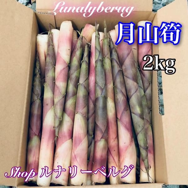 【月山筍2kg】月山筍（がっさんたけ）とは、山形県のほぼ中央にそびえる名峰「月山」にのみ自生するとても貴重なもので、チシマザサ（ネマガリタケ）の系統の一つで、サクランボに並ぶ山形トップブランド食材であります。アクがないため、そのまま調理する...