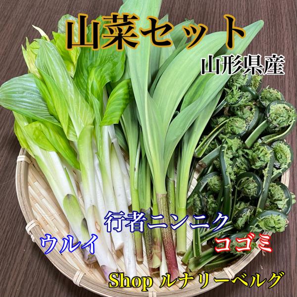 山菜は、全国的にはとても貴重なものでありますが、山形県村山地方は、西に蔵王、東に月山朝日連峰に囲まれた地域で、山菜が豊富に採れる山菜王国であります。その山形から山菜の中で特に人気のあり食べやすい山菜３種類を盛り合わせて皆様のもとへお届けいた...