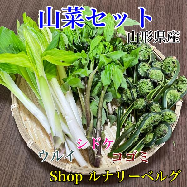 山菜は、全国的にはとても貴重なものでありますが、山形県村山地方は、西に蔵王、東に月山朝日連峰に囲まれた地域で、山菜が豊富に採れる山菜王国であります。その山形から山菜の中で特に人気のあり食べやすい山菜３種類を盛り合わせて皆様のもとへお届けいた...