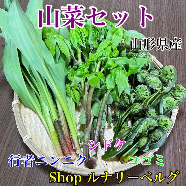 山菜は、全国的にはとても貴重なものでありますが、山形県村山地方は、西に蔵王、東に月山朝日連峰に囲まれた地域で、山菜が豊富に採れる山菜王国であります。その山形から山菜の中で特に人気のあり食べやすい山菜３種類を盛り合わせて皆様のもとへお届けいた...