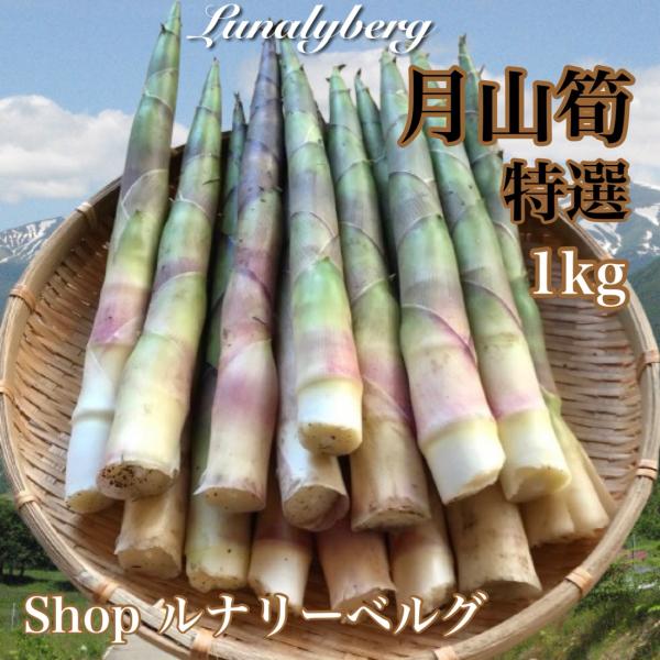 【月山筍1ｋｇ】月山筍（がっさんたけ）とは、山形県のほぼ中央にそびえる名峰「月山」にのみ自生するとても貴重なもので、チシマザサ（ネマガリタケ）の系統の一つで、サクランボに並ぶ山形トップブランド食材であります。アクがないため、そのまま調理する...